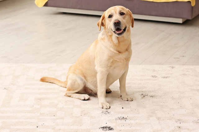 7 Must-Know Tips For Keeping Pet-Friendly Homes Squeaky Clean